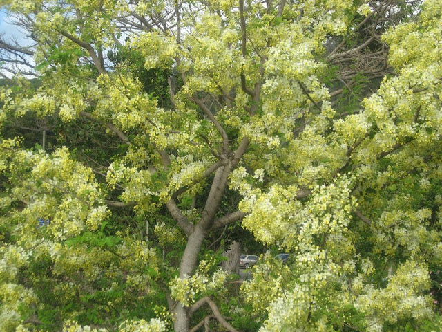Aloha from Hawaii: Rainbow Shower trees in the Rainbow state of Hawaii.
