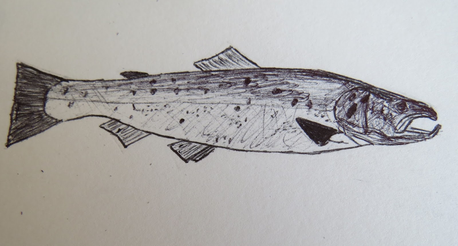 The Autistic Naturalist: How To Draw: Freshwater Fish