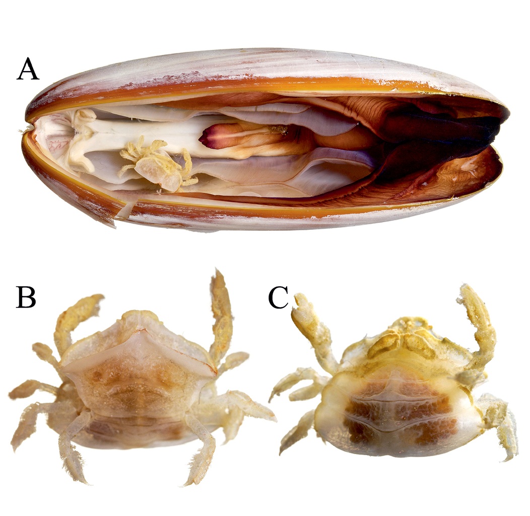Species New to Science: [Crustacea • 2016] Serenotheres janus • A New ...