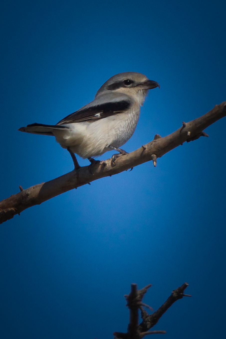 Feather Tailed Stories: Northern Shrike