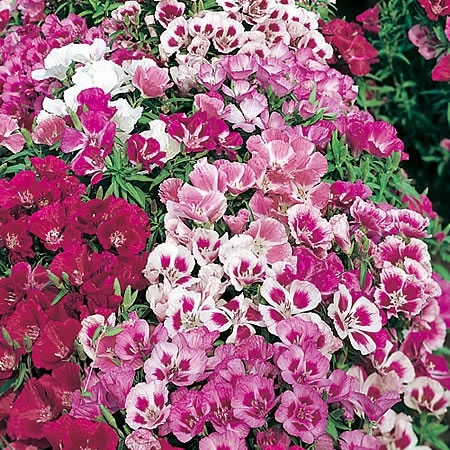 Best Flower's Care: GODETIA
