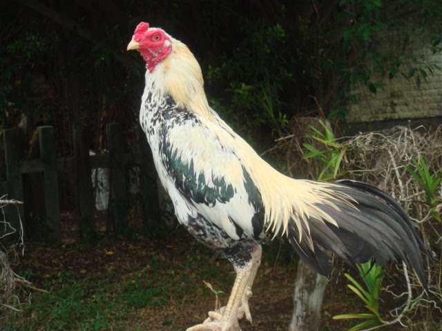 4 Jenis Ayam Di Indonesia Yang Masuk Ke Dalam Kategori Top Gamecock ...