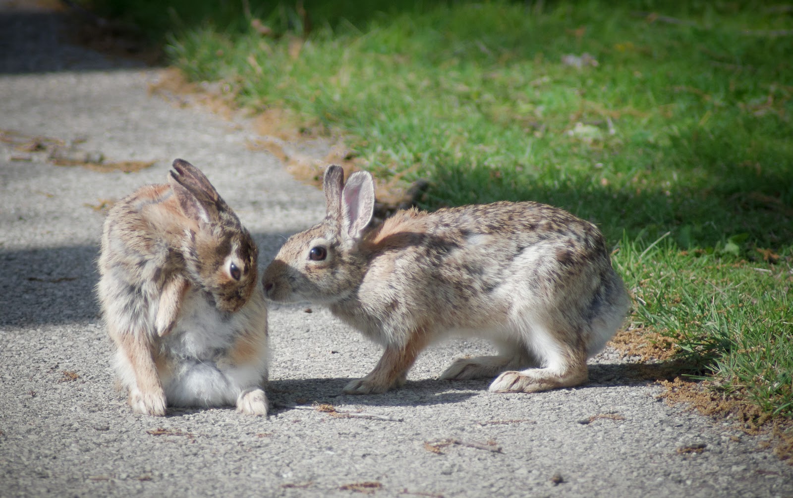 be yourself...everyone else is taken: funny bunny business...