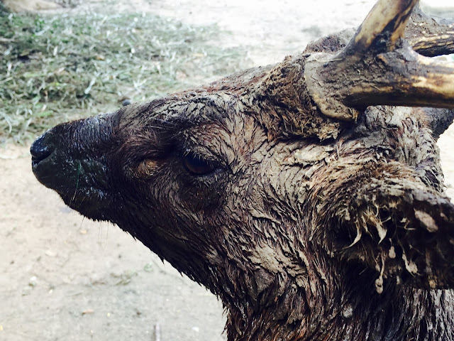 Part 2: Davao: A Trip to the Crown Jewel of Mindanao | Yapak Pilipinas