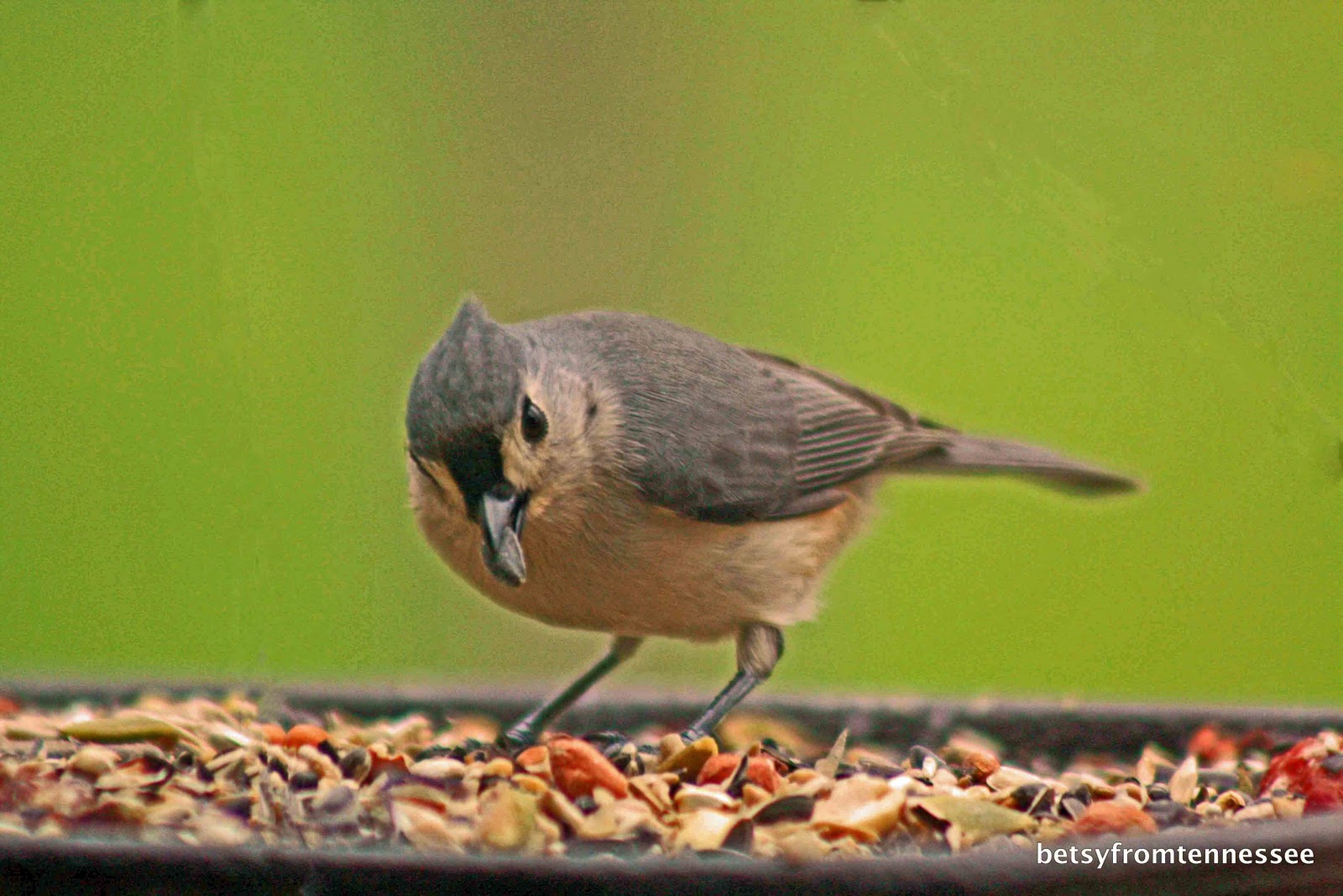 JOYFUL REFLECTIONS: January Birds --on a Frigid Winter Day in Tennessee