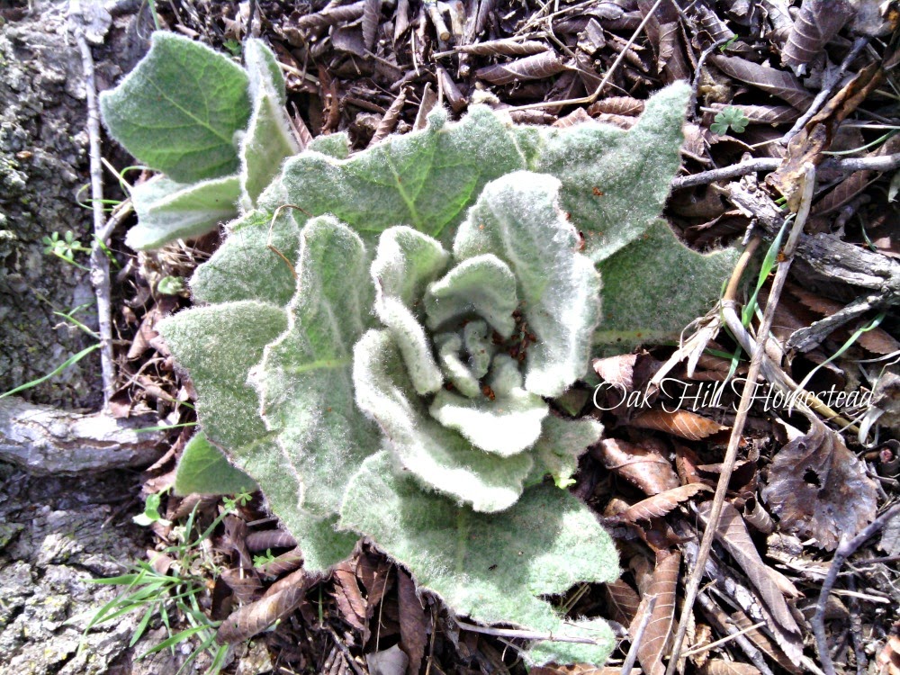 How to Make Mullein Oil Ear Drops - Oak Hill Homestead