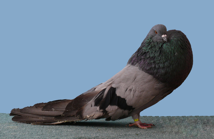 Hungarian Cropper Pigeons ( Magyar Óriás Begyes ) - Pigeons fall