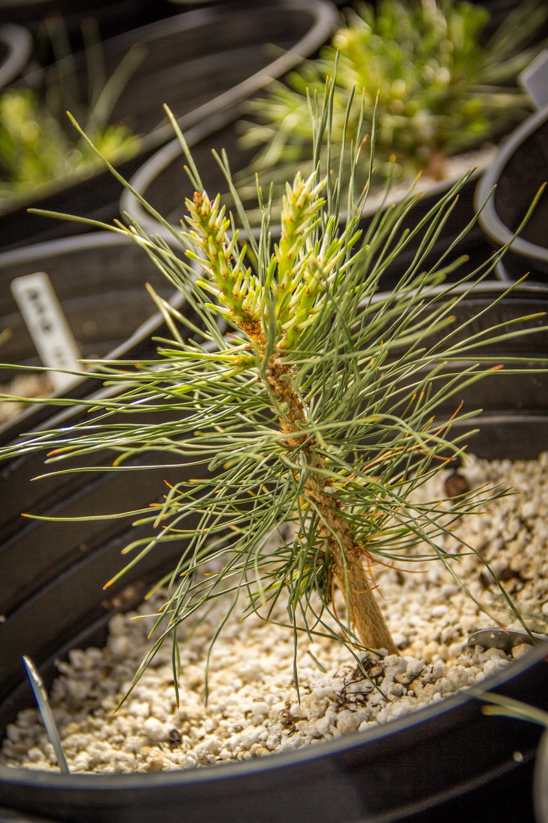 Forest-Rangeland Soil Ecology Lab: SEGA: Progress and updates from a ...