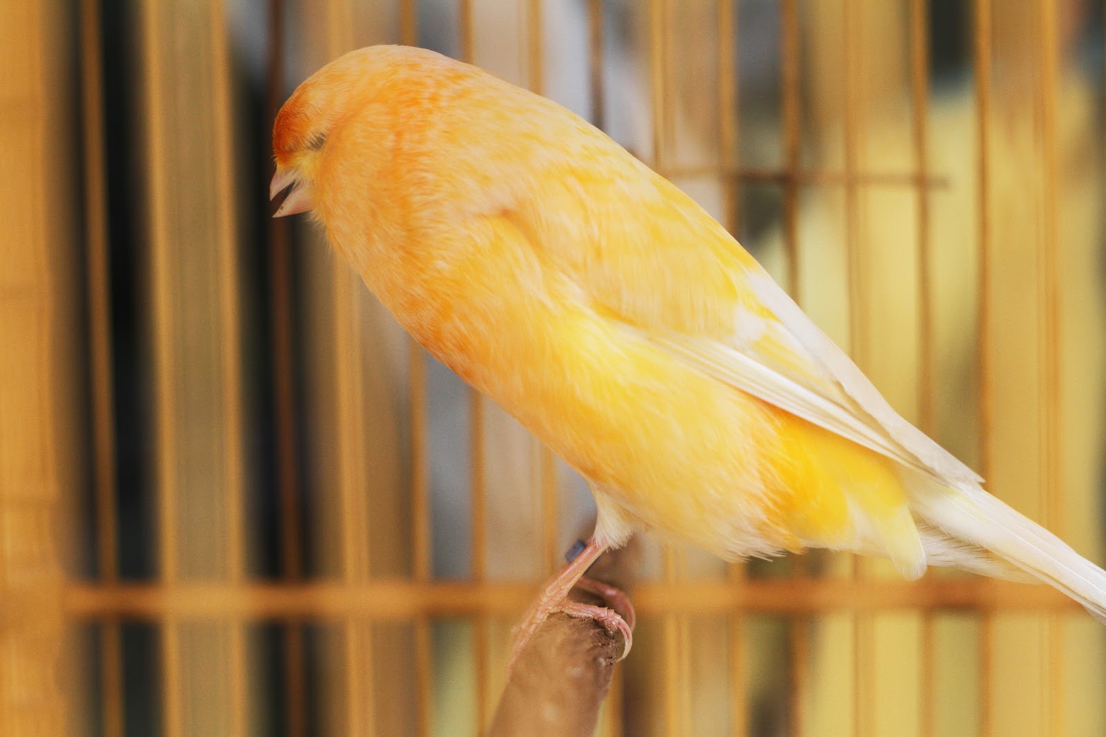 Yorkshire Canary ~ Merapi Canary Breeder Jogja