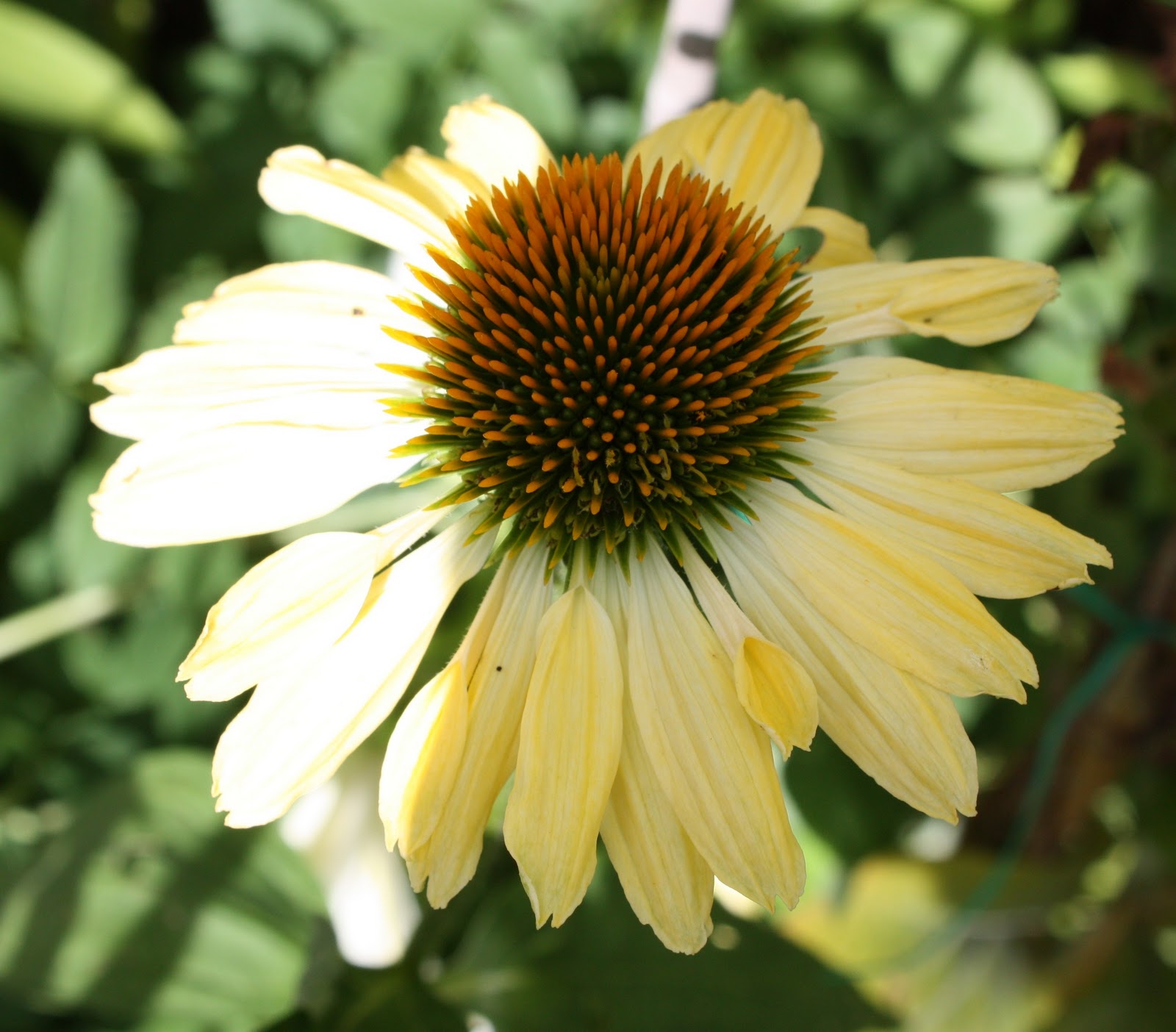 Heléns Trädgårdsplätt: ¤ Mina blommor