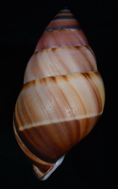 Dr. Lee's Gallery Museum: Amphidromus inversus annamiticus 53.03mm ...