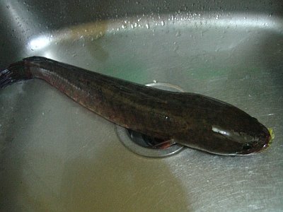 FILIPINO TUTORIAL: November 2011