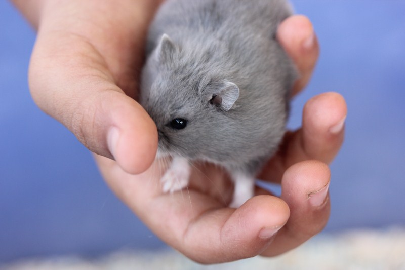 Campbell Blue ( Hamster Gallery ) | Jual Peralatan , Perlengkapan , dan ...