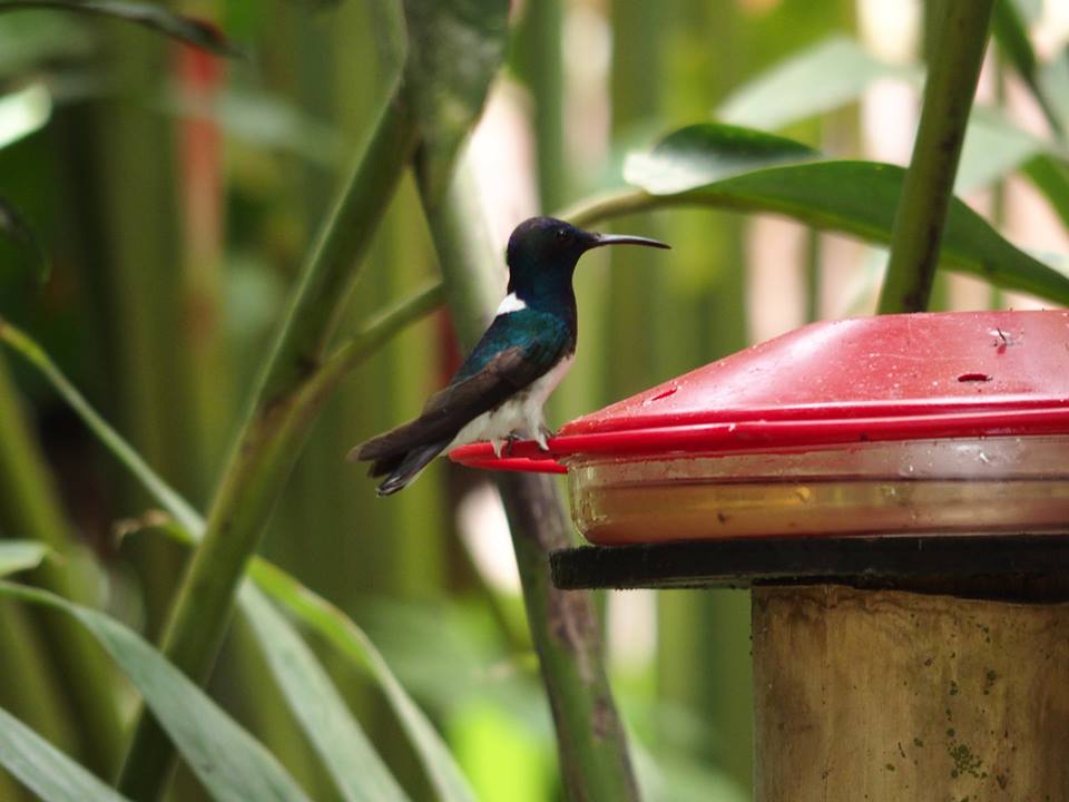 Ecuador al mundo: Colibri