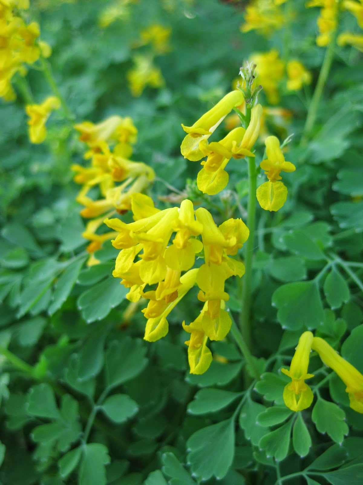 Rotary Botanical Gardens - Hort Blog: Yellow Fumitory (Corydalis lutea)