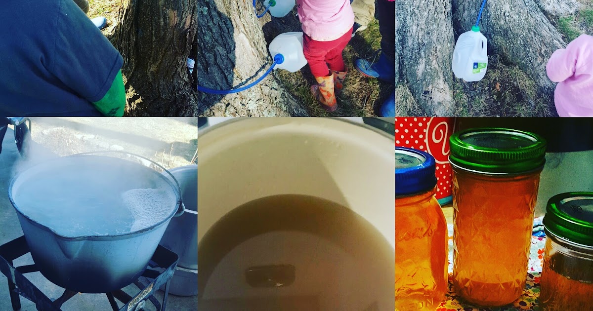 Feisty Farm Miniature Alpine Dairy Goats: Maple Syrup fun on the farm