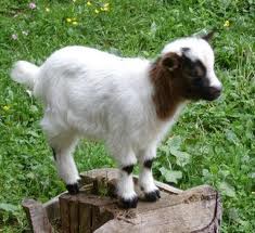 Fantasia in Rete: Eppur si muove!