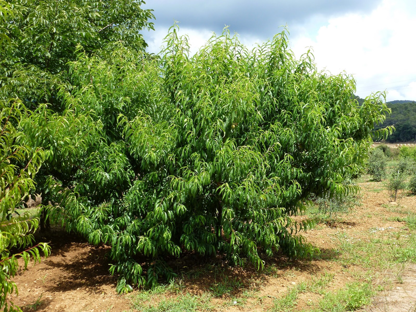 Árboles con alma: Melocotonero. Presseguer. (Prunus persica)