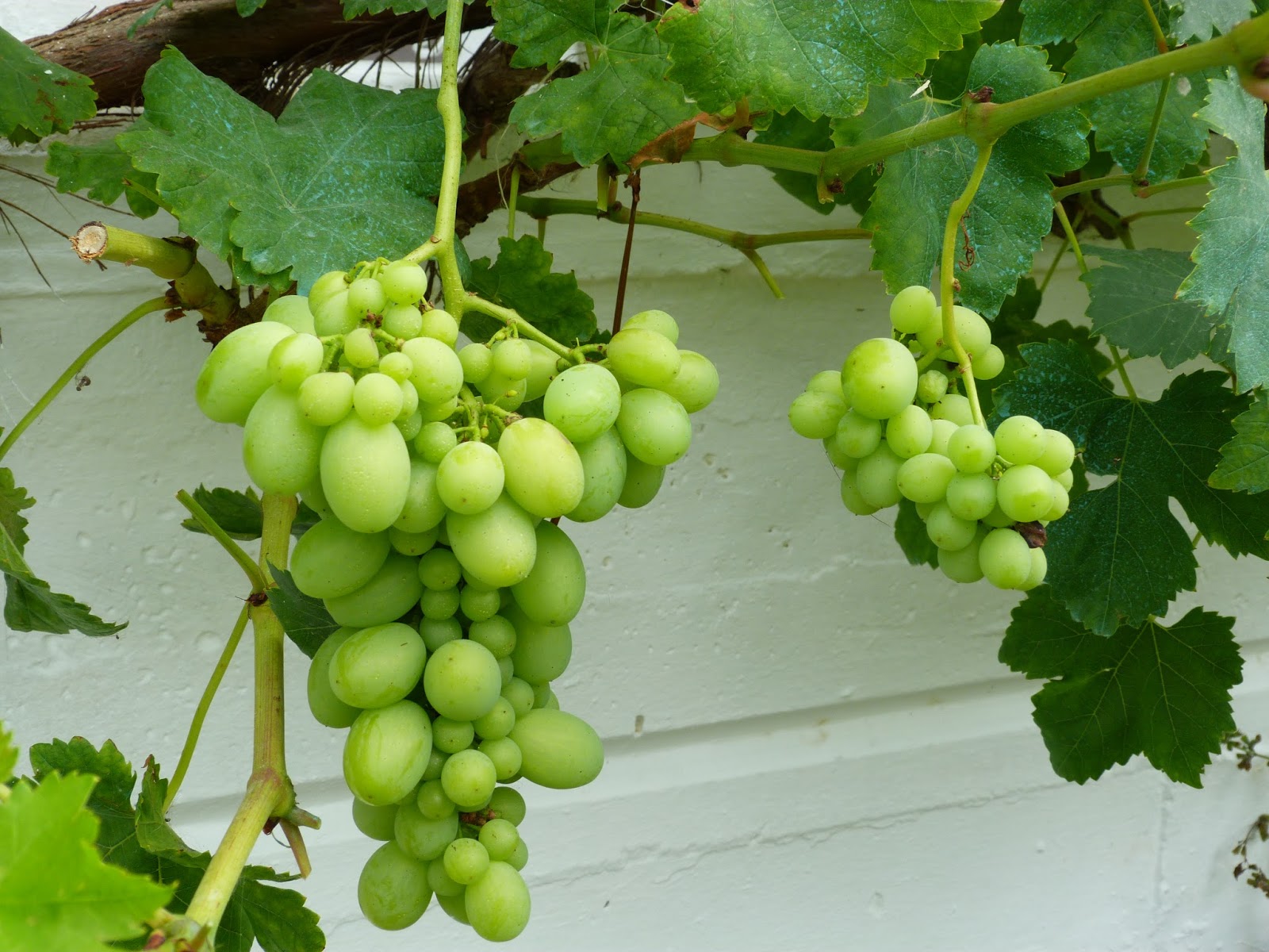UVAS