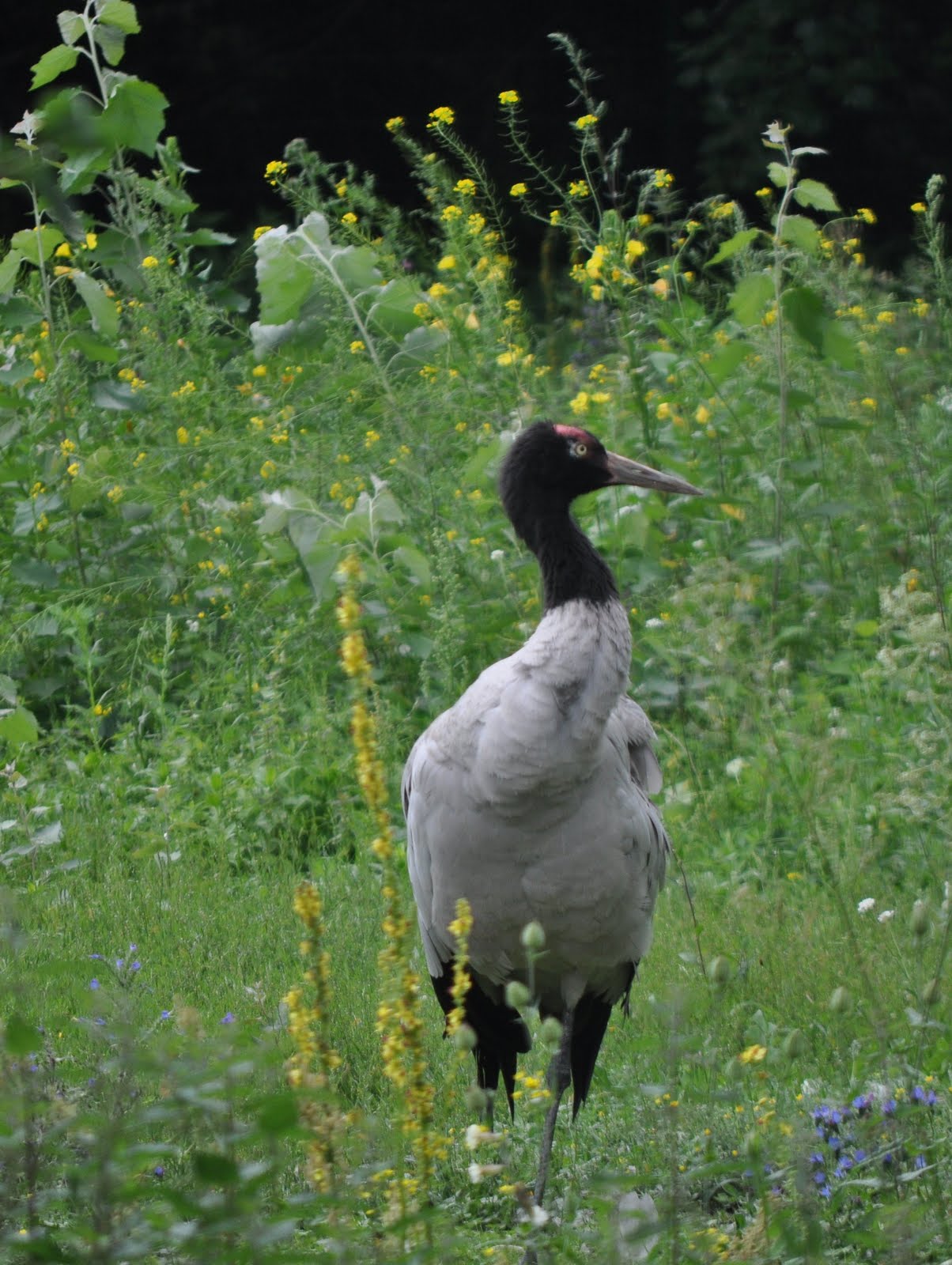 ZOOTOGRAFIANDO (6.100 ANIMALS): GRULLA DE CUELLO NEGRO / BLACK-NECKED ...