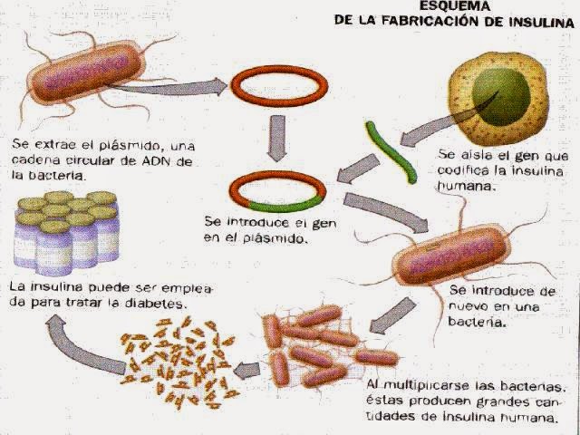 Biología y Geología en el IES Valle de Leiva: LA INSULINA HUMANA, UN ...