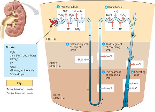 Rozaini Othman (Guru Cemerlang Biologi): Mammalian Kidney