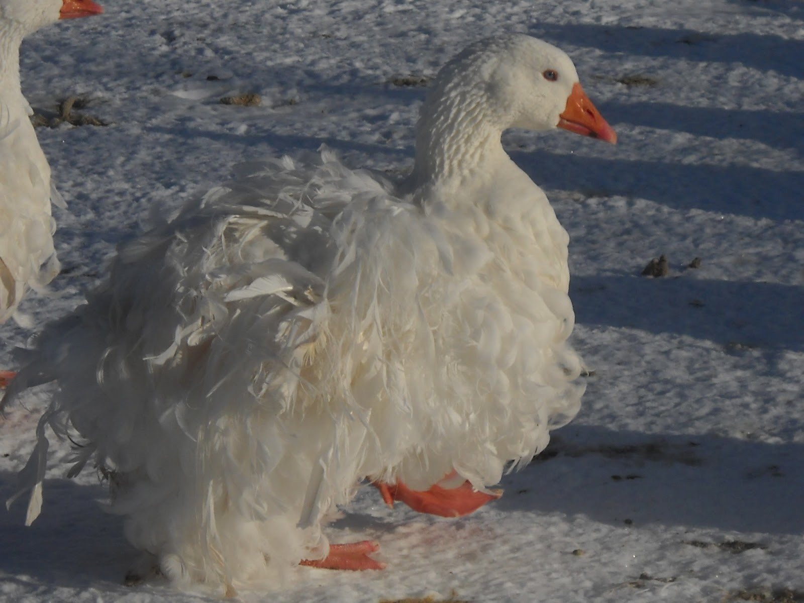 The Official PoultryBookstore.com Blog: Medium Geese