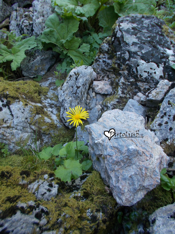 Izvor reke Ibar - Putoljub