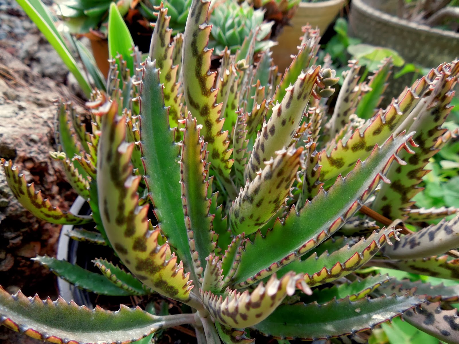 ARANTO recuperado - BOTÀNIC SERRAT