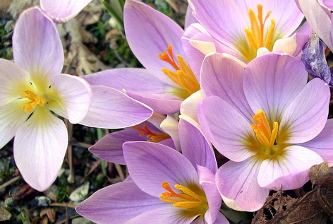 Canada Floral Delivery Blog: The Significance Of Easter Lilies And ...