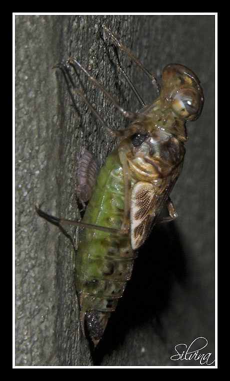 Mis Fotografias: El nacimiento de la libélula