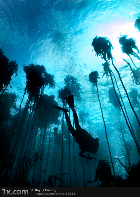 Pictures Of Beauty: 25 Amazing Underwater Photographs