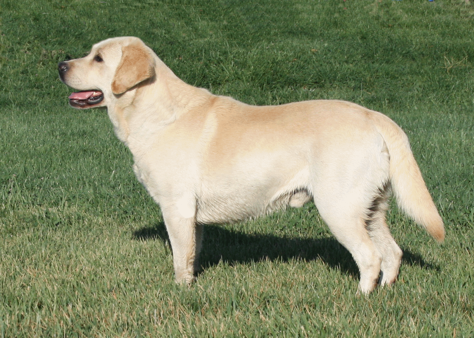 Cute Puppy Dogs: Yellow Labrador Retriever Puppies