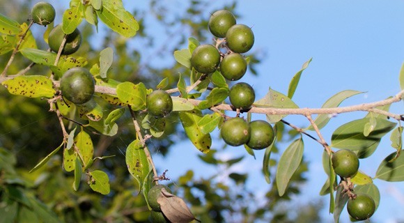 Ignatia amara