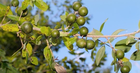 Ignatia amara