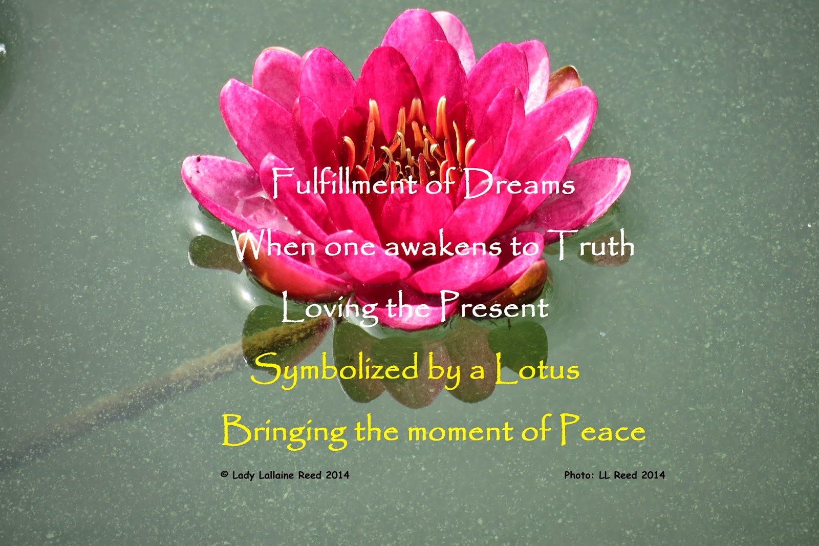 Lady Lallaine Reed's Positive