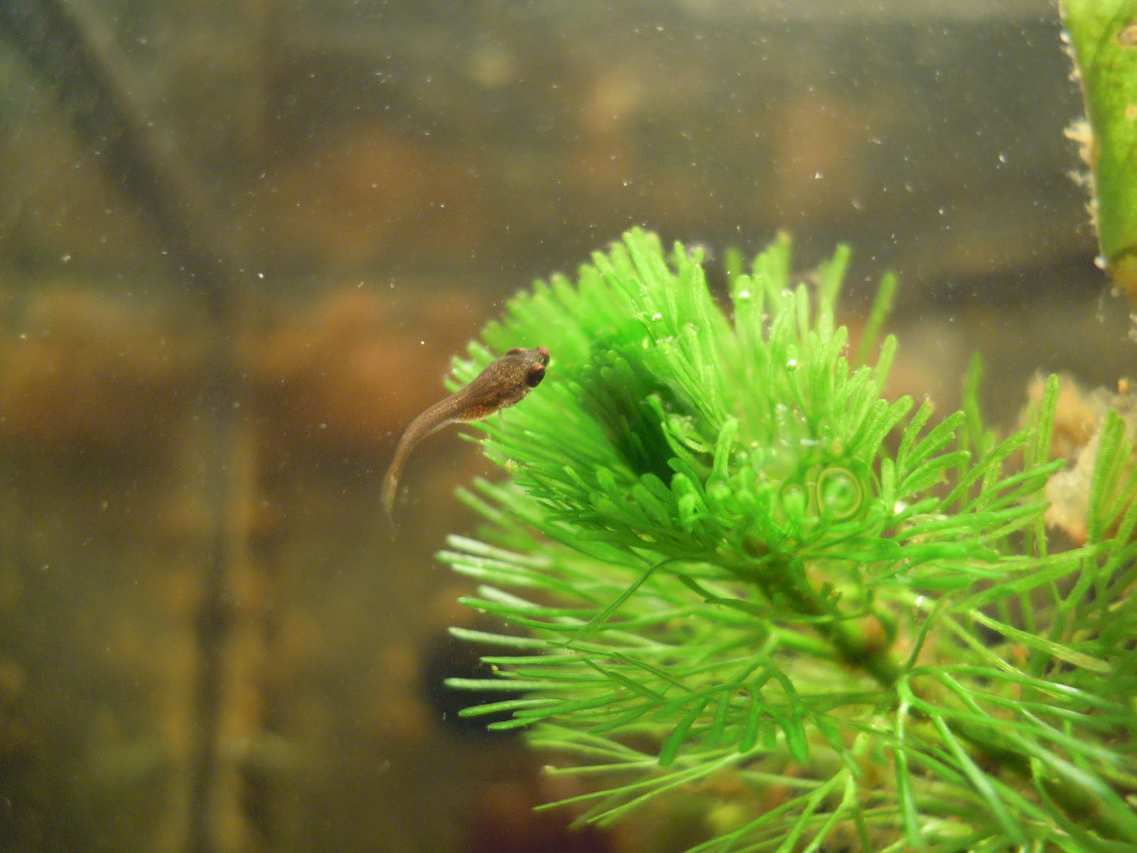 Betta splendens: Betta Nachwuchs - Die ersten Wochen