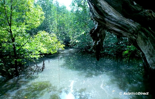 Langkawi Travel & Tour rz_travel Travel : MANGROVE SUNGAI KILIM