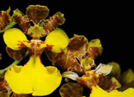 Biotecmérida: Divulgación Científica y Tecnológica: Perfil diferencial ...