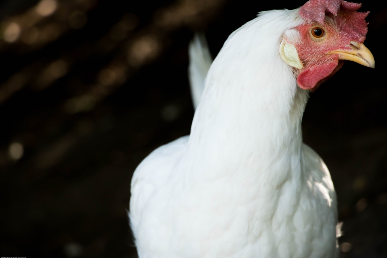 Photography by Barbara Schaer: It's a Hens World