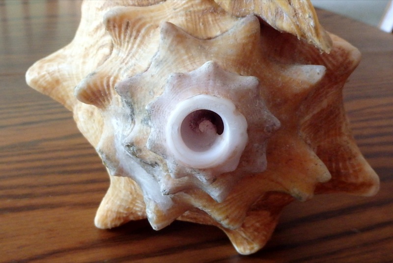 Life in the Slow Lane (The Pearl): Making a Conch Horn