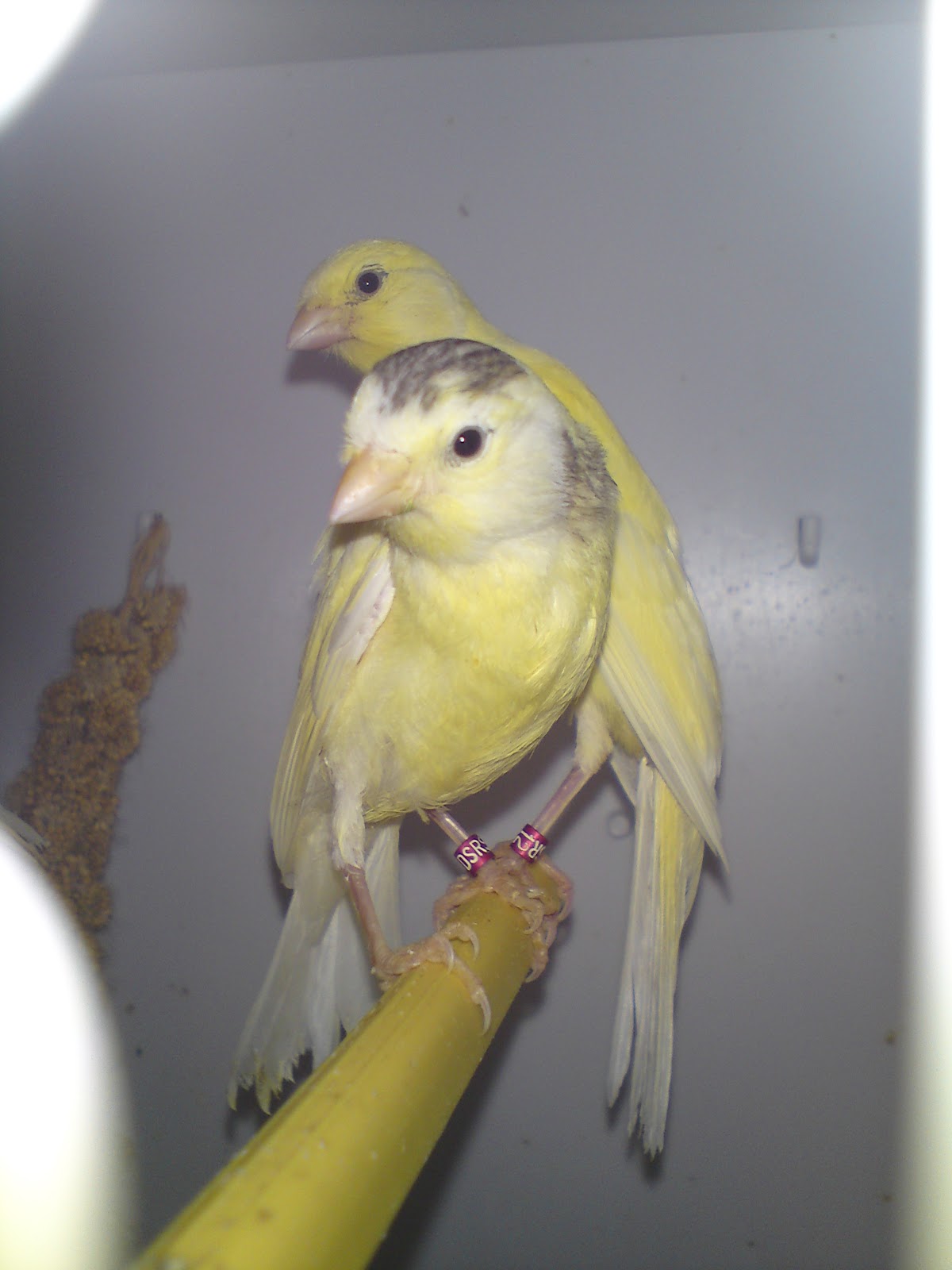 a scotch fancy canary blog