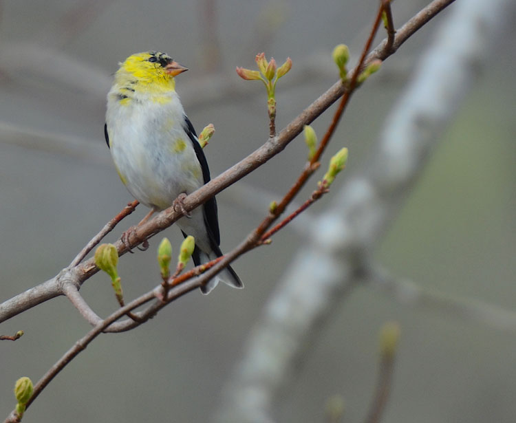 Red and the Peanut: Scruffy Chic...the must-have spring wardrobe choice ...