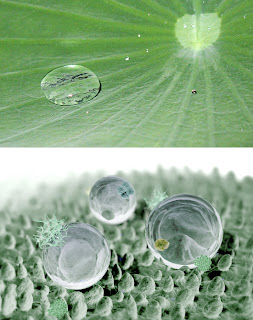 PhiloBioDesign: Lotusan Biomimicry Paint