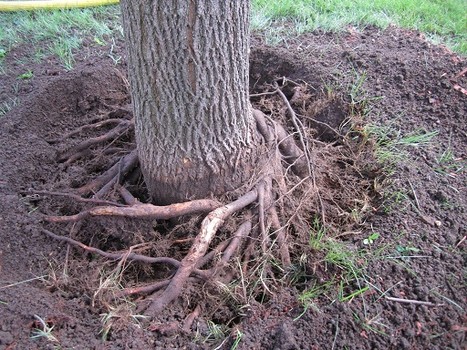 Zimmerman Tree Service: Root Pruning In South Florida