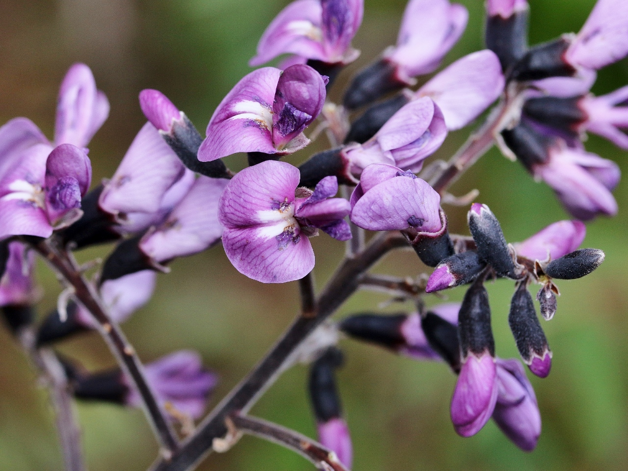 The Flowering plants - Leguminosae - Fabaceae: Papilionoideae