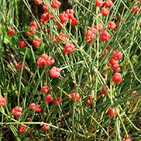 Univers Santé: Quel est ma huang?