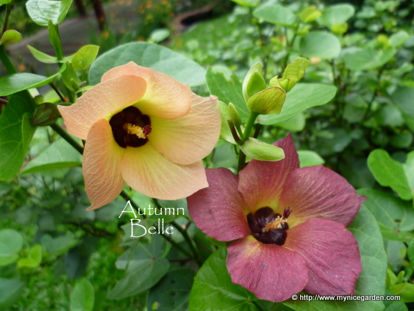 Coastal Tree Hibiscus