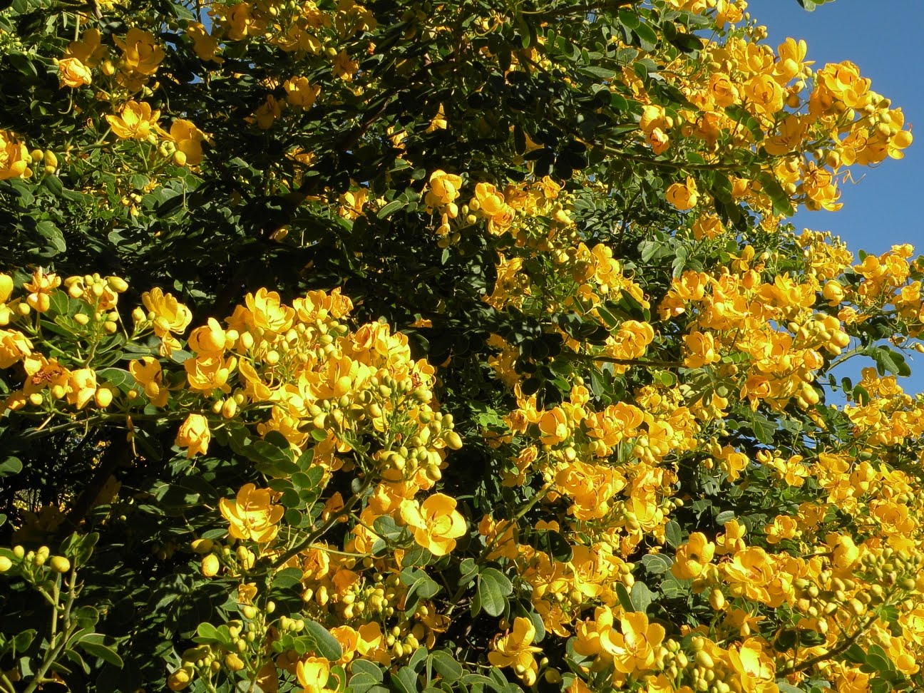 Uruguay's wildlife & Natural sanctuaries - Santuarios naturales & flora ...