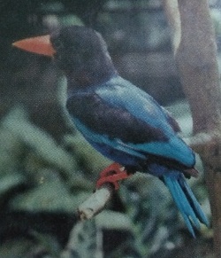 BURUNG RAJA UDANG - Tinta Pena